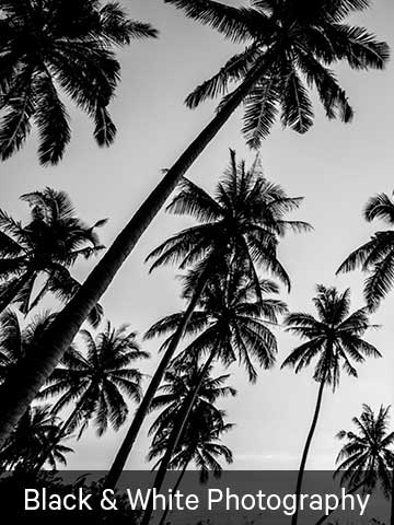 Art.com | Wall Art, Framed Prints, Canvas, Paintings, Posters & More ...